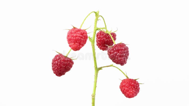 Five Raspberries on a Branch. Side View. Loop Motion. Rotation 360 ...