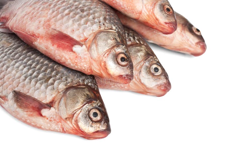 Five raw perches stock image. Image of dinner, shot, prepared - 11927517