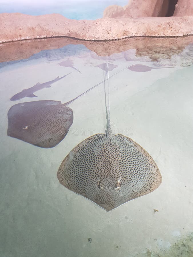 Rays and shark stock image. Image of rays, small, water - 133874335