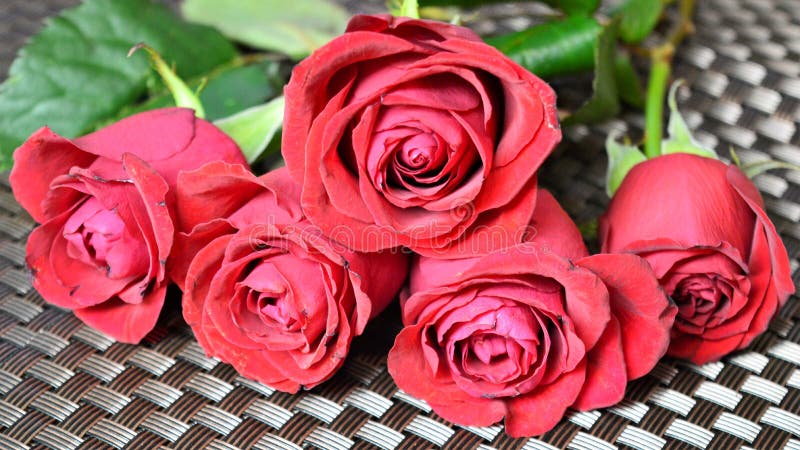 Petals of red roses stock image. Image of colored, essential - 111760931
