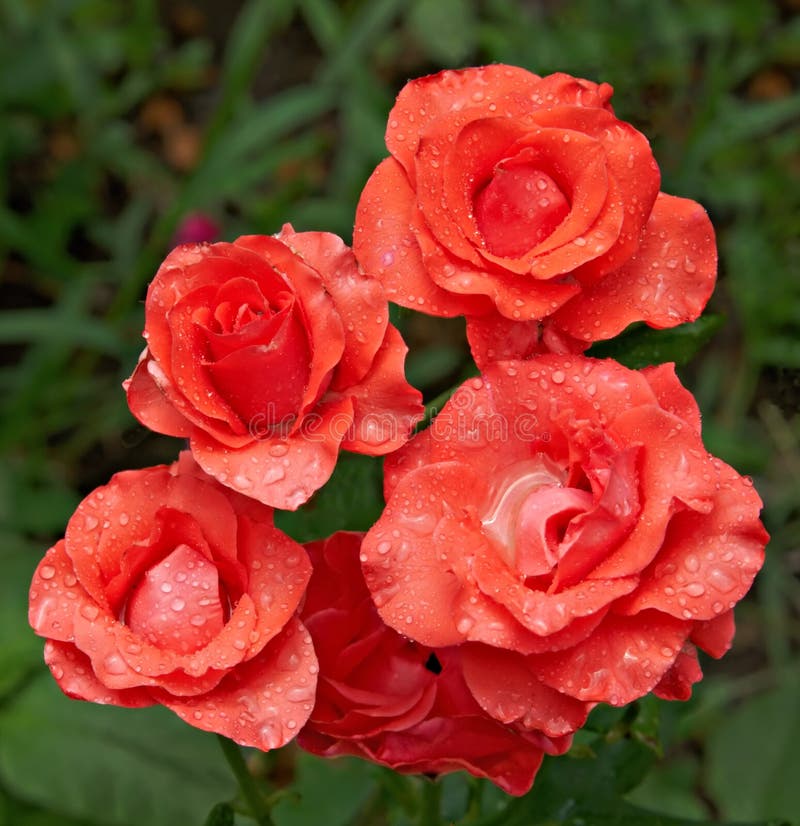 Five Red Roses stock image. Image of glamour, bloom, aroma - 13803765