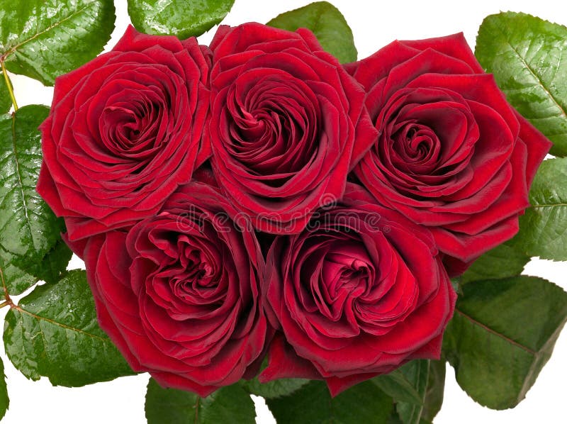 Five Red Roses Isolated on White Background Stock Image - Image of rose ...