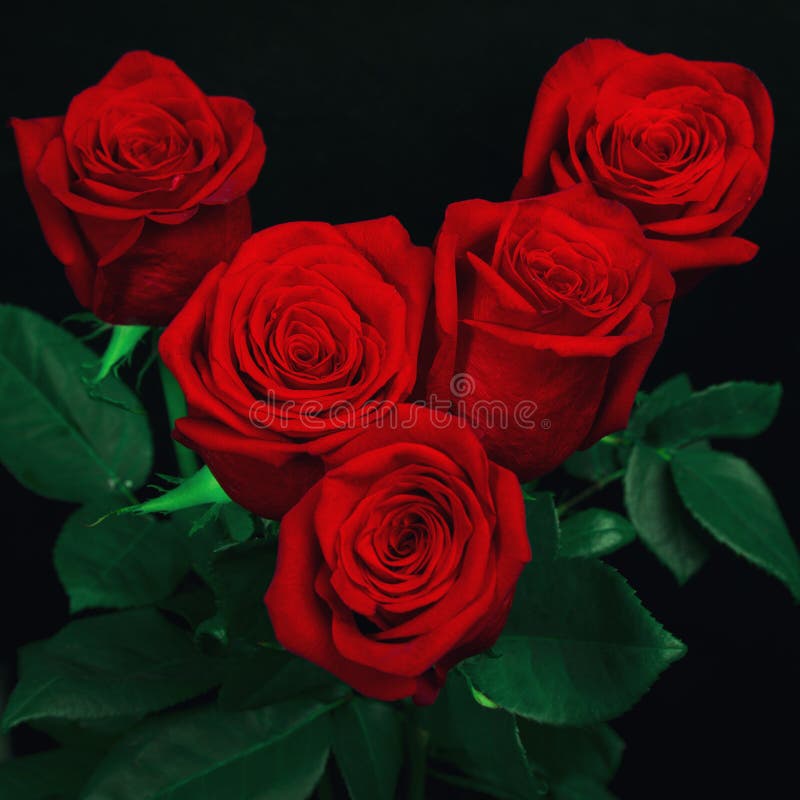 Five red roses stock photo. Image of closeup, romance - 58126722
