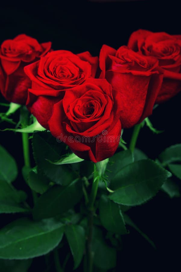 Five red roses stock image. Image of gift, center, curl - 58129877