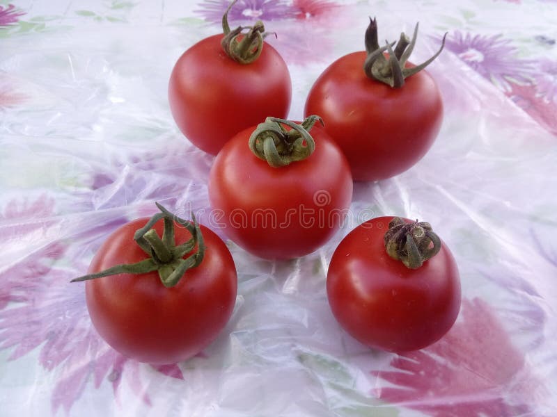 Five red tomatoes stock photo. Image of tomatoes, five - 207045320