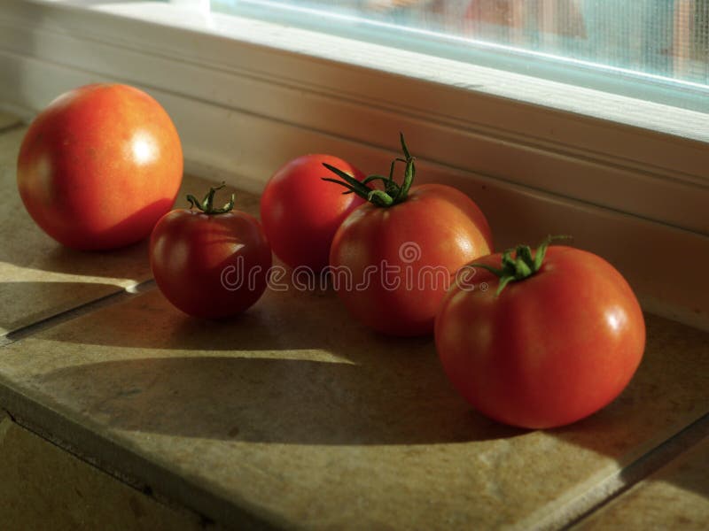 Five ripe tomatoes stock image. Image of tomatoes, window - 238902625