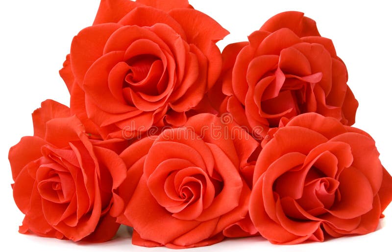 White Pink Rose Flower Love Wedding Romance Valentine Gift Romantic ...