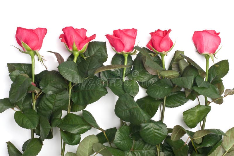 Five roses stock photo. Image of beauty, center, open - 4875220