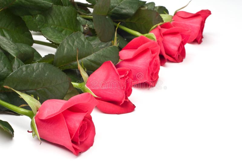 Five roses stock image. Image of rose, beauty, nice, close - 4875271