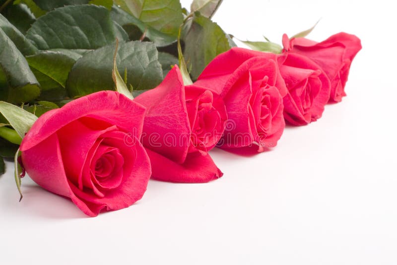 Five roses stock image. Image of petal, delicacy, rose - 4875281