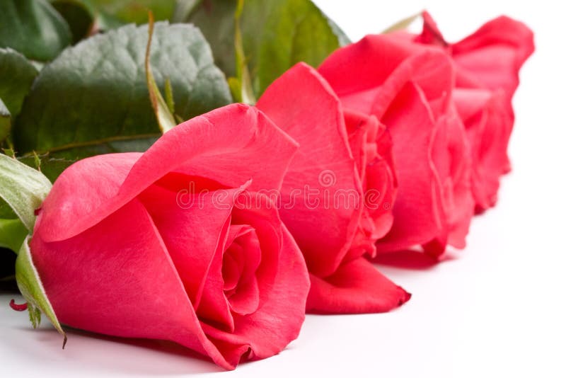 Five roses stock image. Image of colorful, rose, open - 4875293