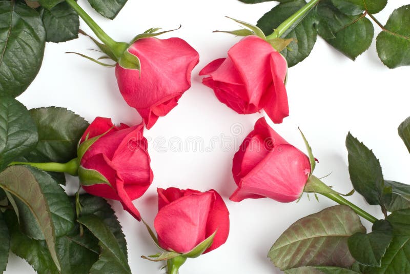 Five roses stock photo. Image of beauty, rosa, petal, nice - 4875356