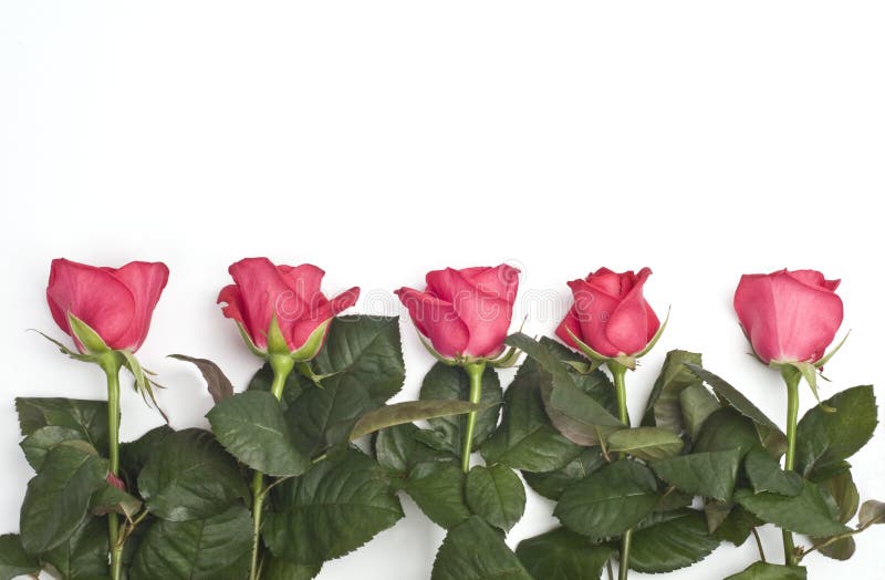 Five roses stock photo. Image of bright, colorful, smell - 4939328