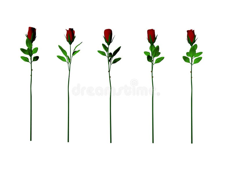 Five Roses stock illustration. Illustration of heart, admirer - 509989