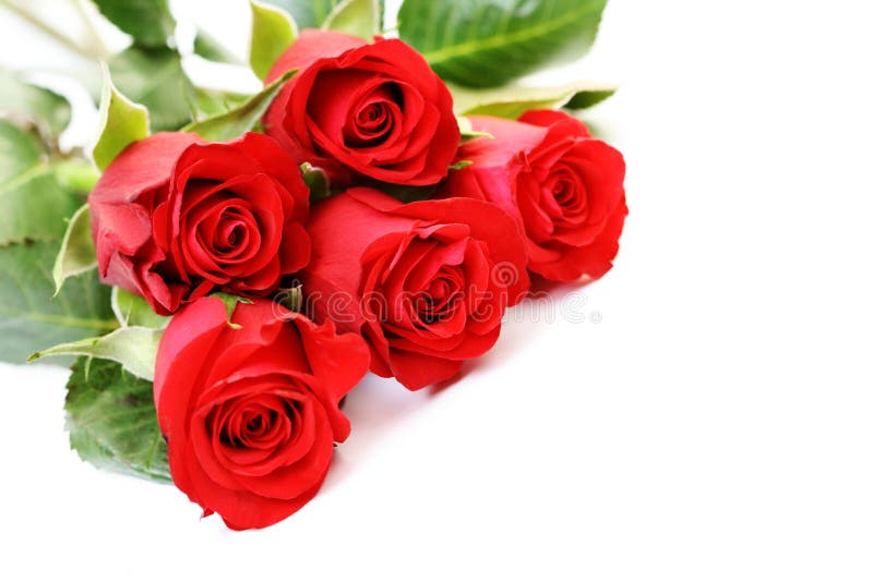 Five roses stock photo. Image of elegant, pure, love, isolated - 7914010