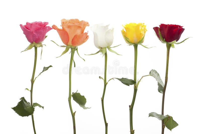 Five Roses Row Stock Photos - Free & Royalty-Free Stock Photos from ...