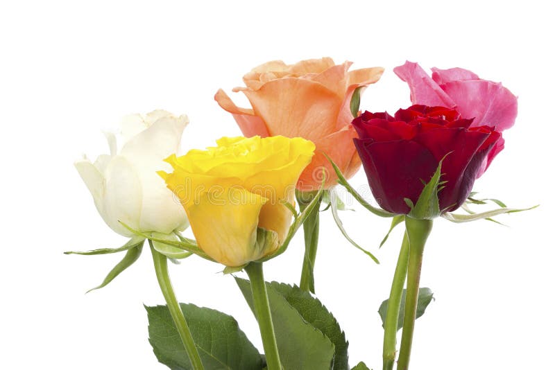 Five Roses in Different Colors Stock Photo - Image of flowers, white ...