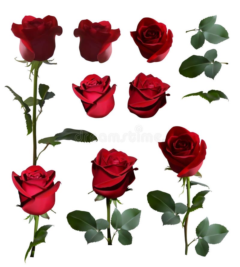 Five Roses Isolated from Different Angles on a White Background Stock ...