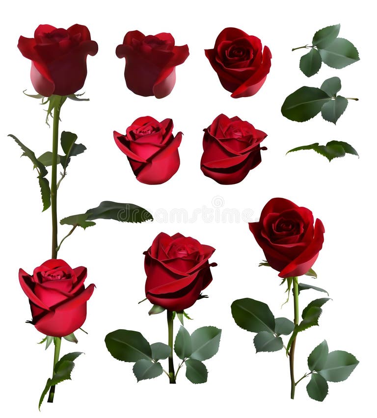 Different Angles Roses Stock Illustrations – 21 Different Angles Roses ...