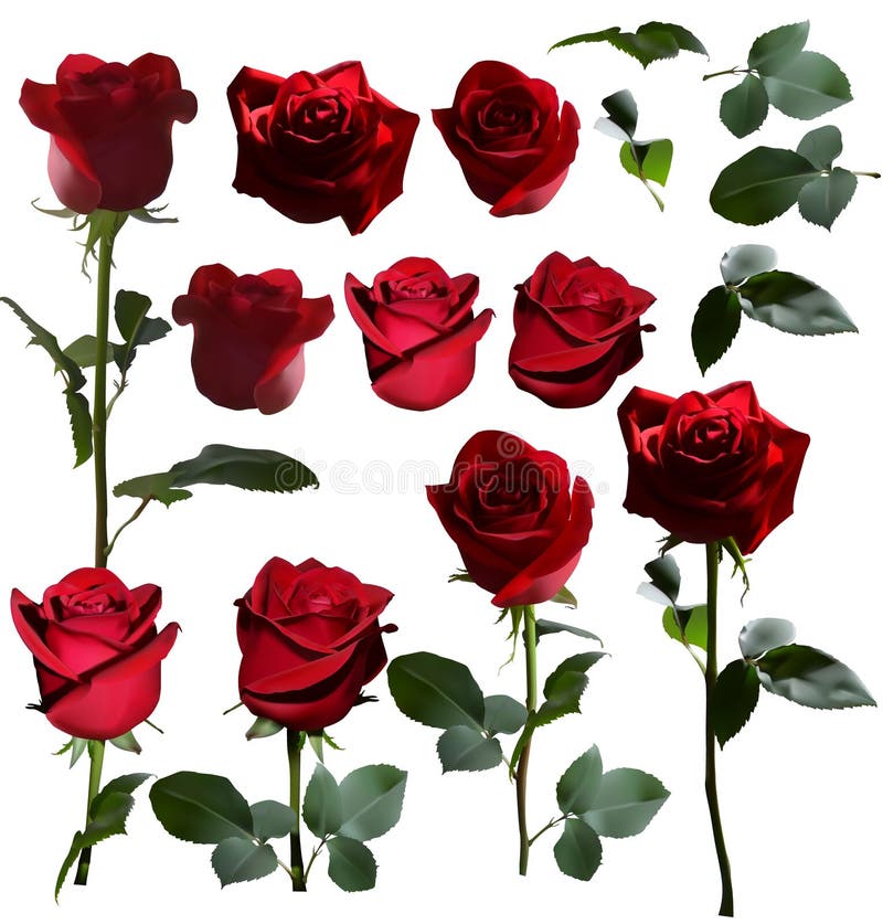 Five Roses Isolated from Different Angles on a White Background Stock ...