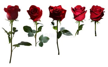 Different Angles Roses Stock Illustrations – 10 Different Angles Roses ...