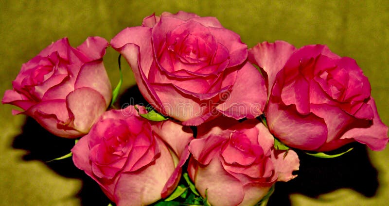 Five Roses Isolated from Different Angles on a White Background Stock ...