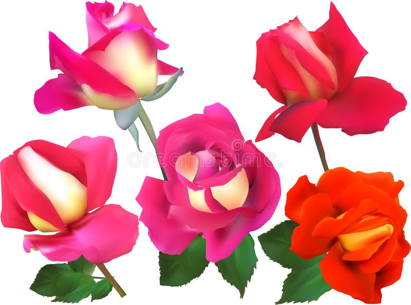 Five Roses Stock Illustrations – 259 Five Roses Stock Illustrations ...