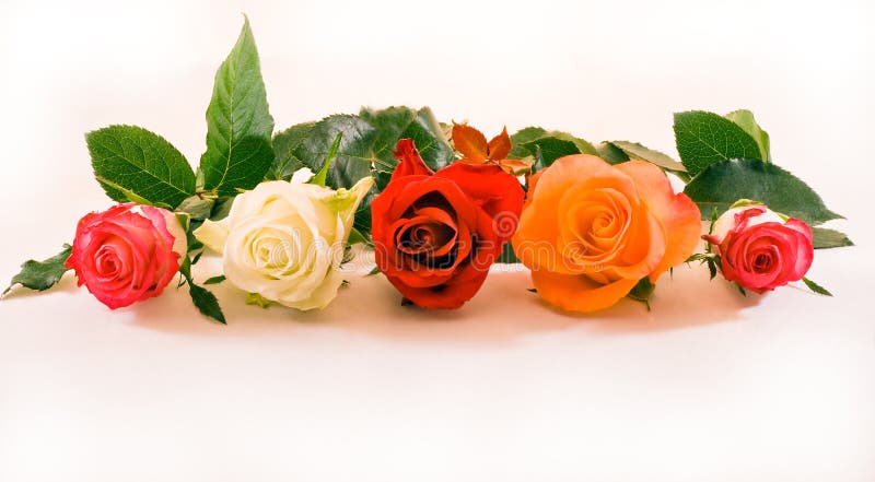 Five roses in a row stock photo. Image of pink, bloom - 9403356