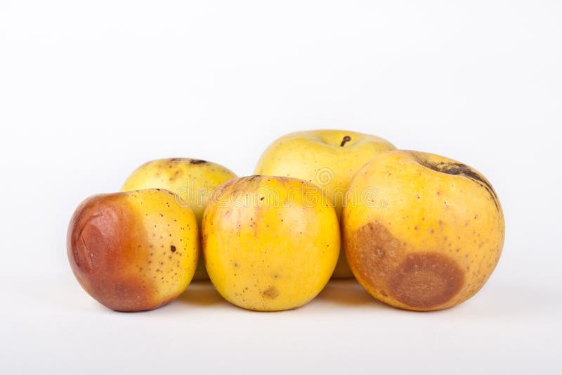 Five rotten yellow apples stock photo. Image of rotten - 16822810