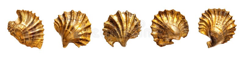 Five Scallop Shells, Coated in a Shimmering Gold Hue, are Arranged in a ...