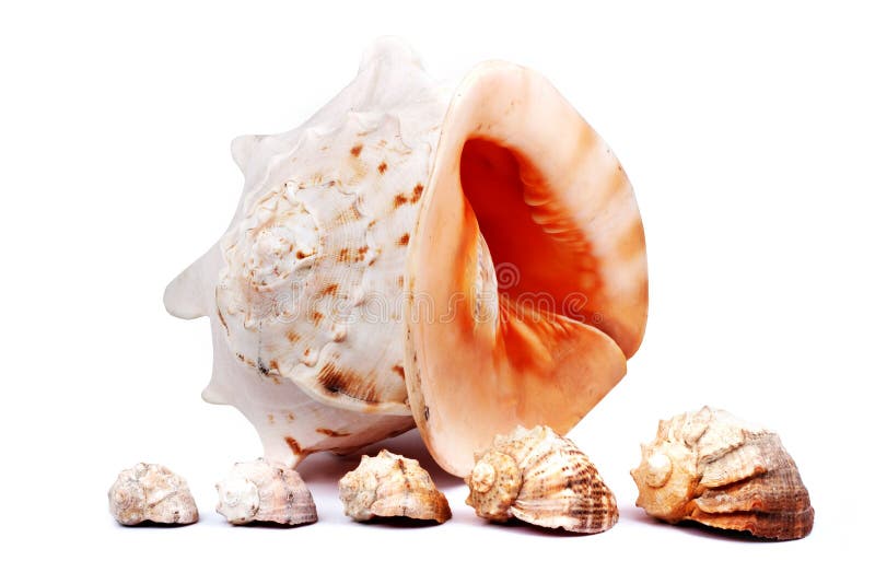 Five seashells stock photo. Image of shell, large, invertebrate - 12028118