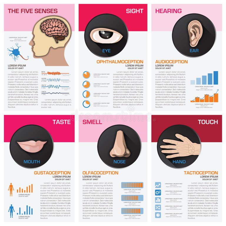 Taste Sense Diagram Stock Illustrations – 188 Taste Sense Diagram Stock ...