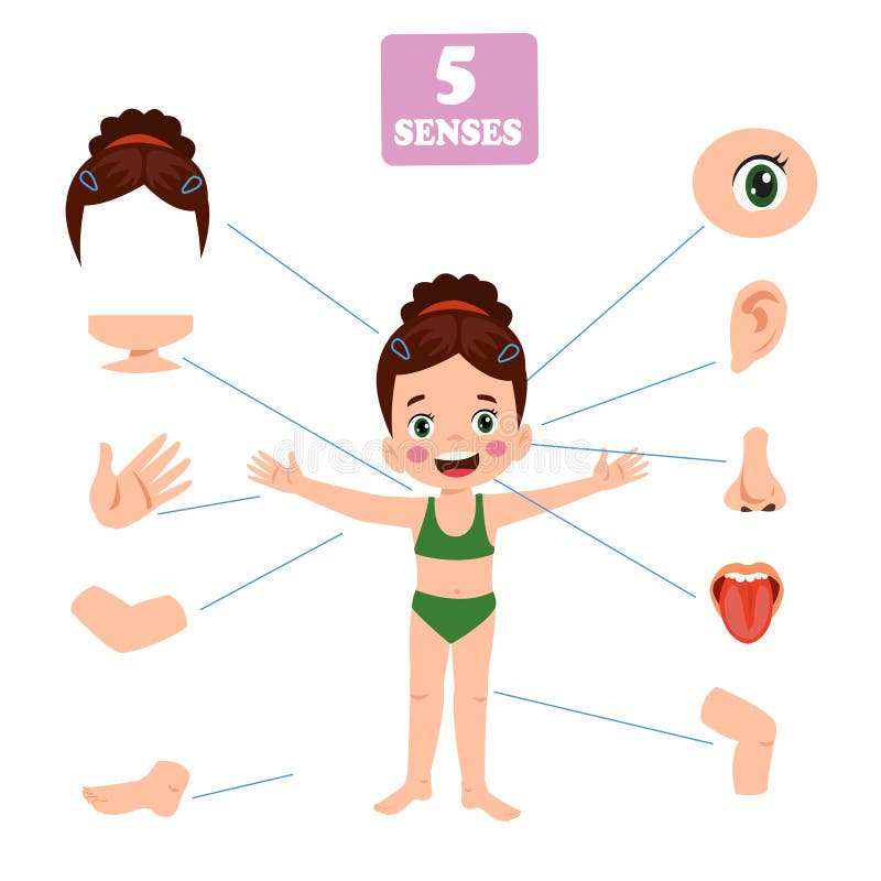 Five Senses Concept with Human Organs Stock Vector - Illustration of ...