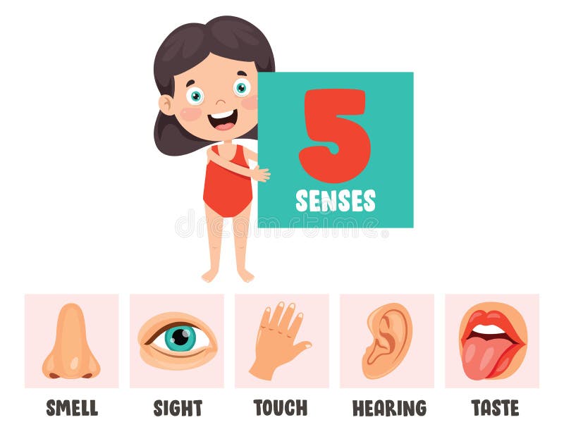 Five Senses Concept with Human Organs Stock Vector - Illustration of ...