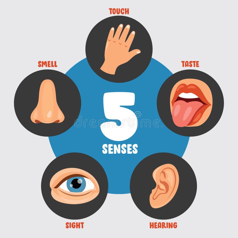 Five Senses Concept With Human Organs Stock Vector - Illustration of ...