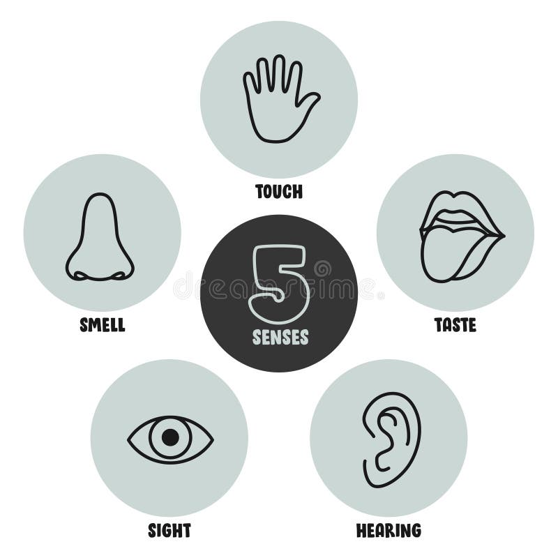 Five Senses Concept with Human Organs Stock Vector - Illustration of ...