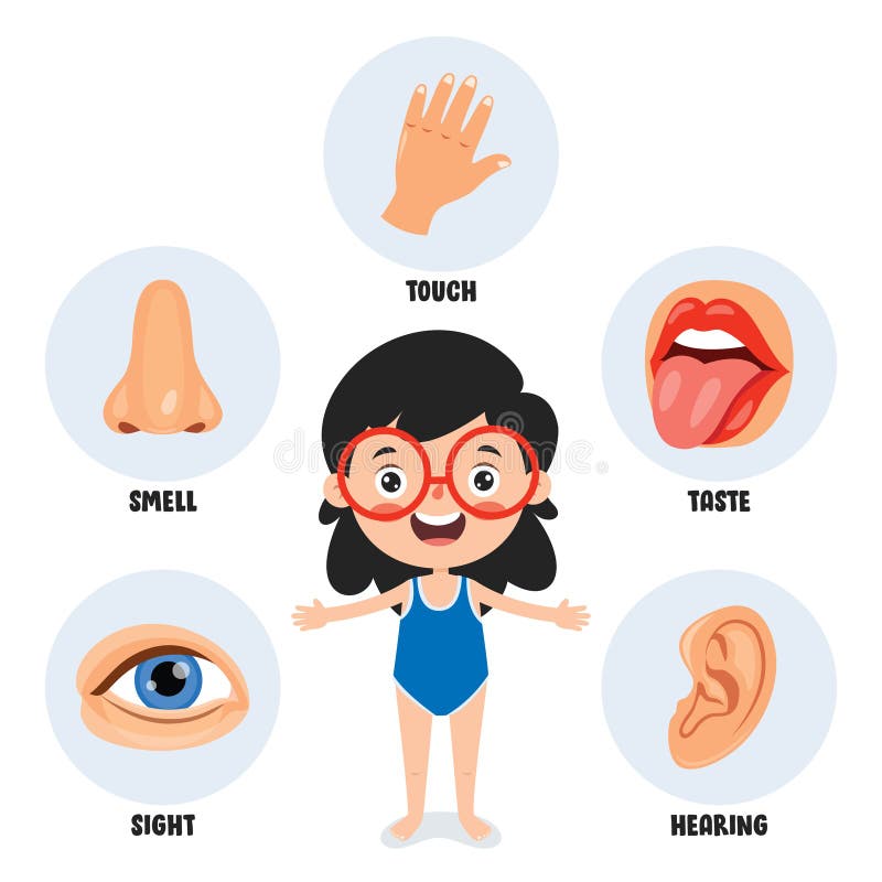 Five Senses Concept with Human Organs Stock Vector - Illustration of ... Five Senses Concept with Human Organs Stock Vector - Illustration of ...