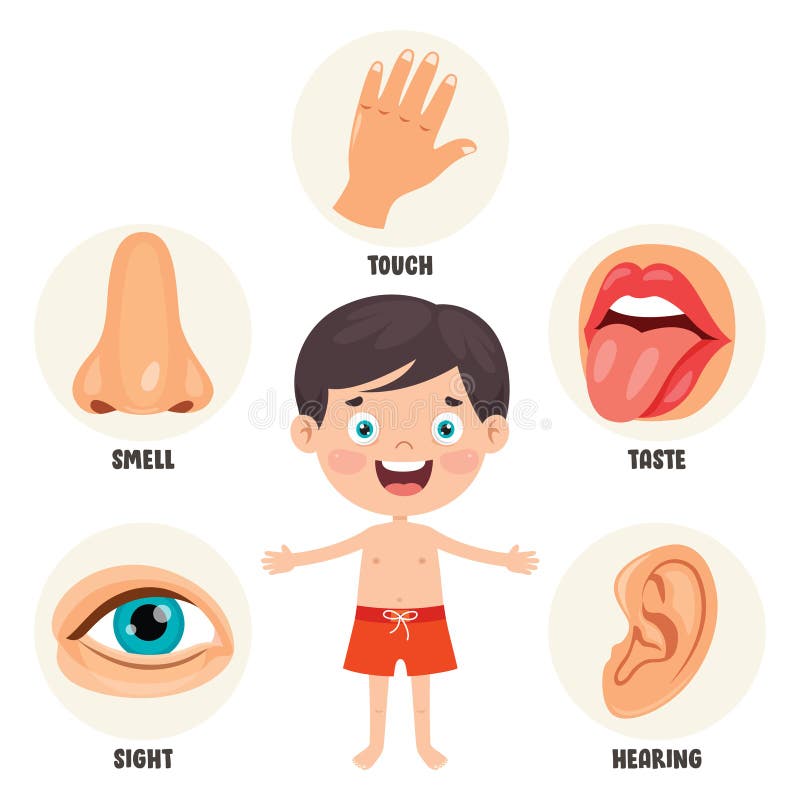 5 Senses Of The Body