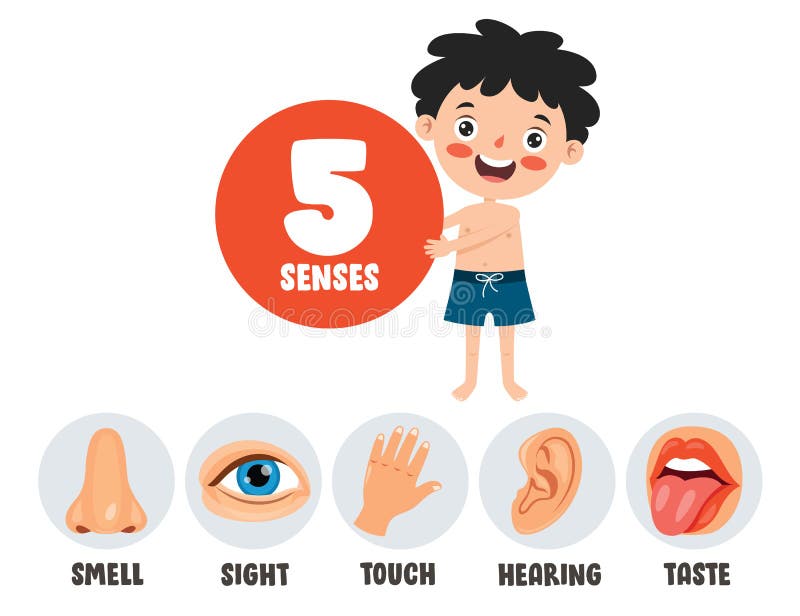 Five Senses Concept with Human Organs Stock Vector - Illustration of ...
