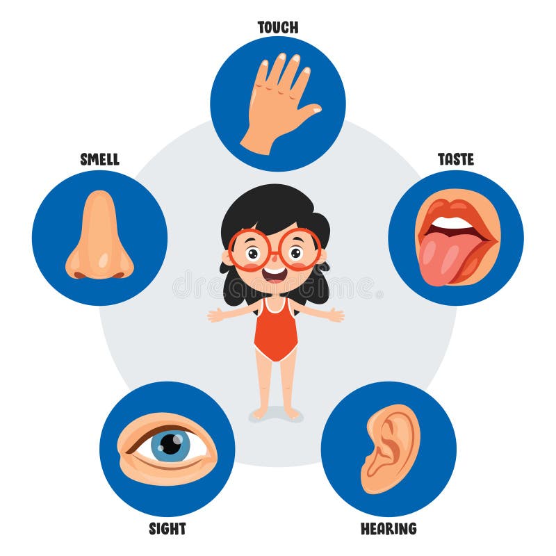 Five Senses Concept With Human Organs Stock Vector Illustration Of