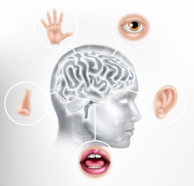 Five Senses Brain Stock Illustrations – 222 Five Senses Brain Stock ...