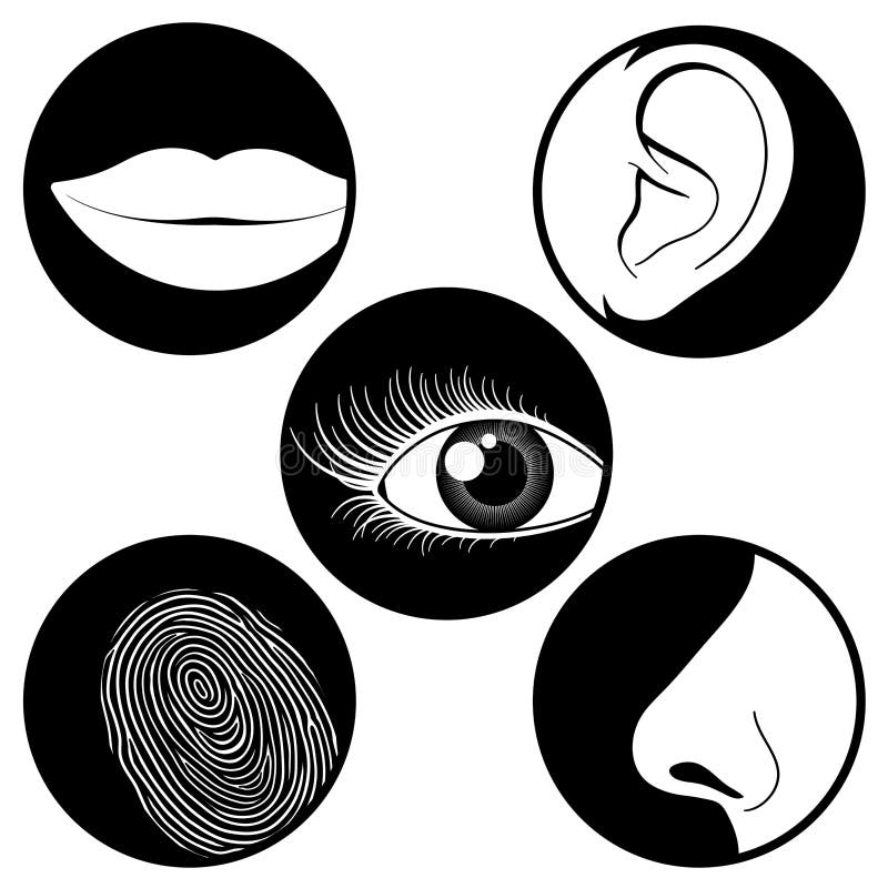 Five senses icons stock vector. Illustration of beauty - 15603082