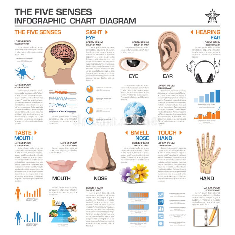 The Five Senses Infographic Chart Diagram Stock Vector - Illustration ...