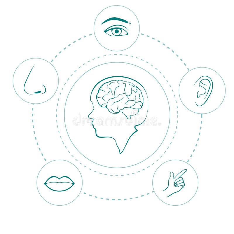 Cartoon Five Senses Stock Illustrations – 748 Cartoon Five Senses Stock ...