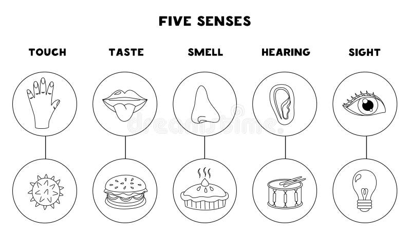 Five Senses Organs, Vector Illustration. Sight Hearing Taste Touch ...