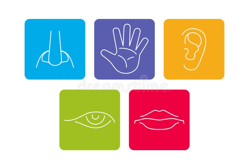 Five Senses Vector Icons Set Isolated White Stock Vector - Illustration ...
