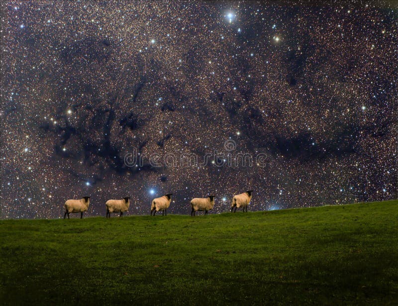 The Five Sheep Admiring the Starry Sky Stock Photo - Image of rural ...