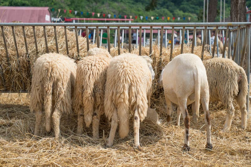 Five Sheep Grazing in the English Landscape at Maiden Castle Near ...
