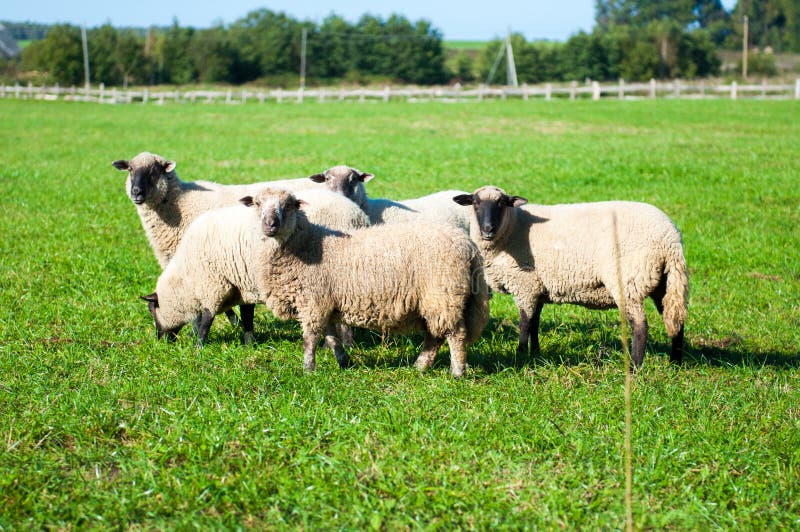 Five Sheep Waiting for a Ride at the Bus Stop Stock Photo - Image of ...