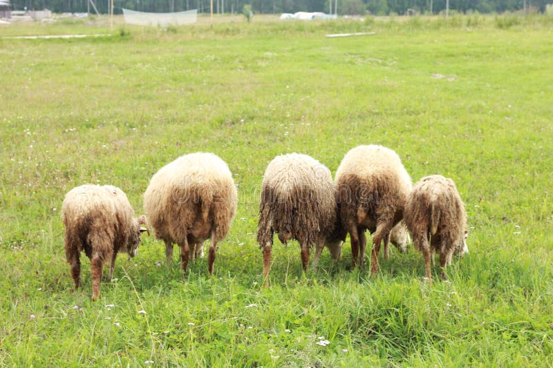Five sheep stock photo. Image of bovine, goats, herd - 348689528